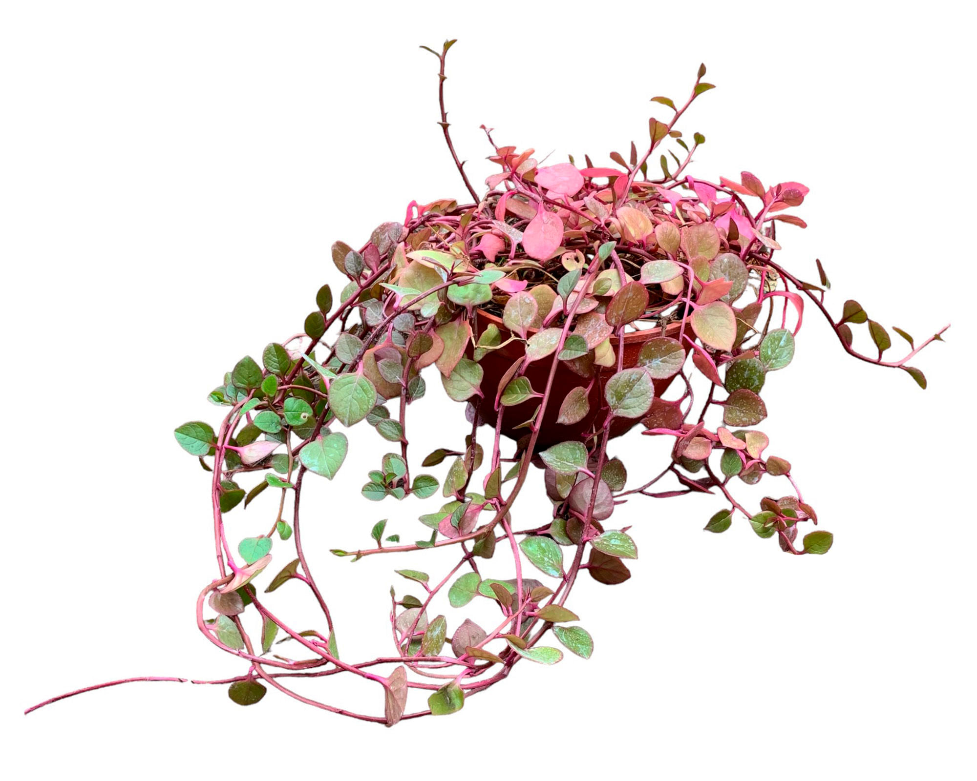 Planta natural suculenta Dolar Chaucha 10x20 cm | Easy.cl