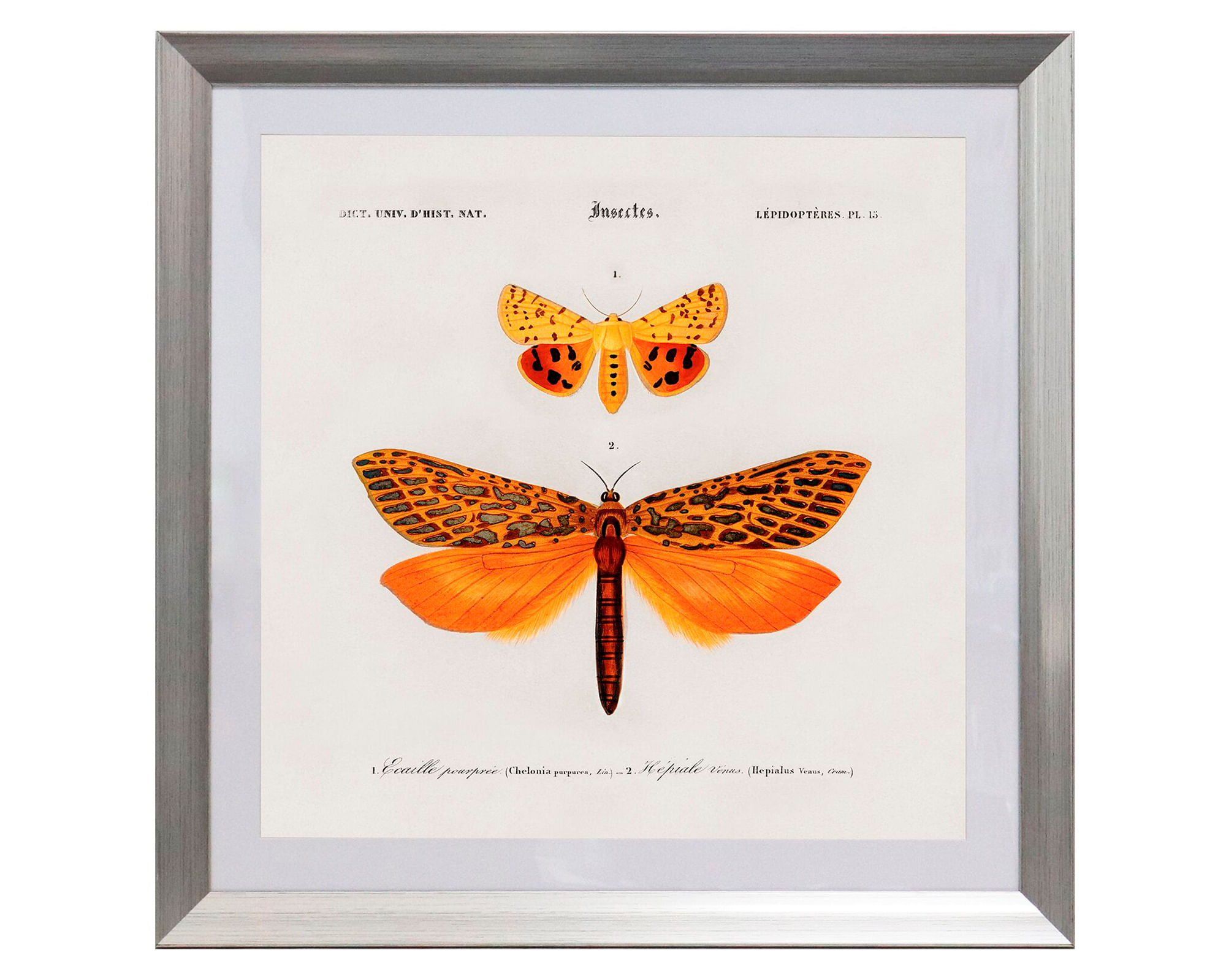 Cuadro insecto Lepidopteres 50x50 cm | Easy.cl